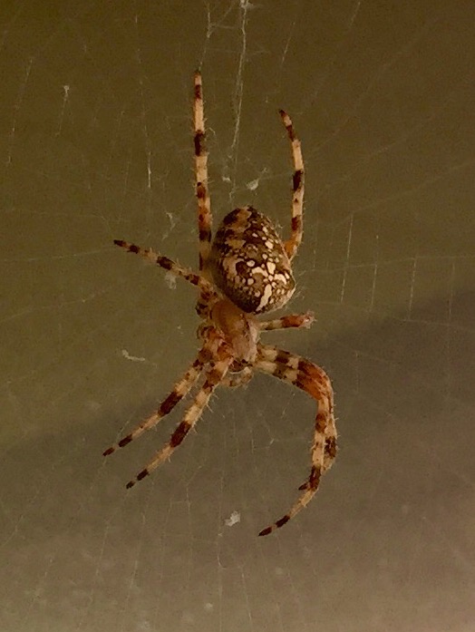 Villard's Friendly Neighborhood Spider Recommends... · MPL